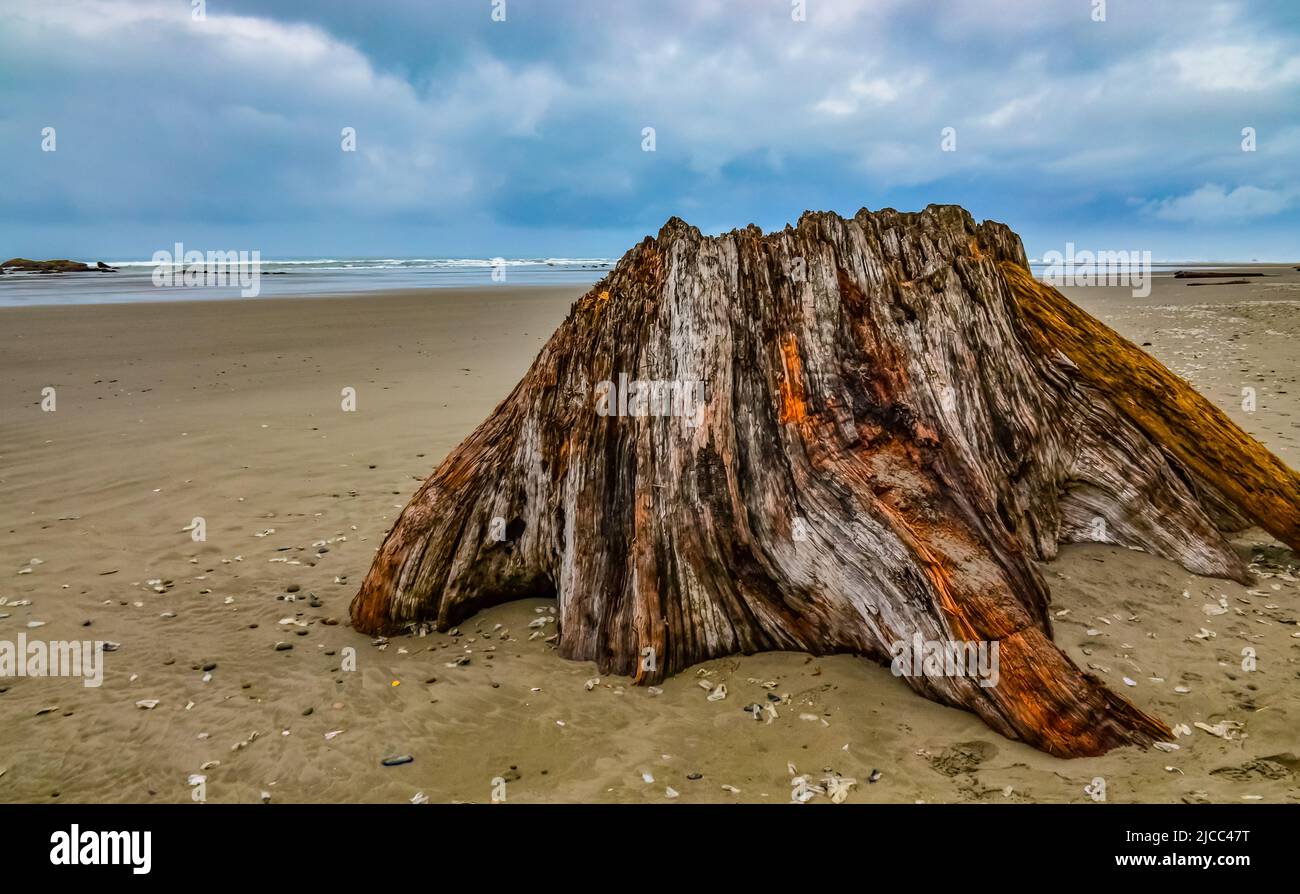 Trunks of fallen trees at low tide on the Pacific Ocean in Olympic ...