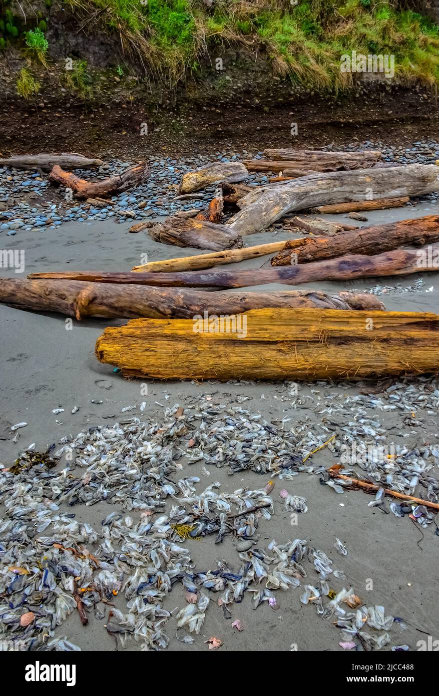 Trunks of fallen trees at low tide on the Pacific Ocean in Olympic ...