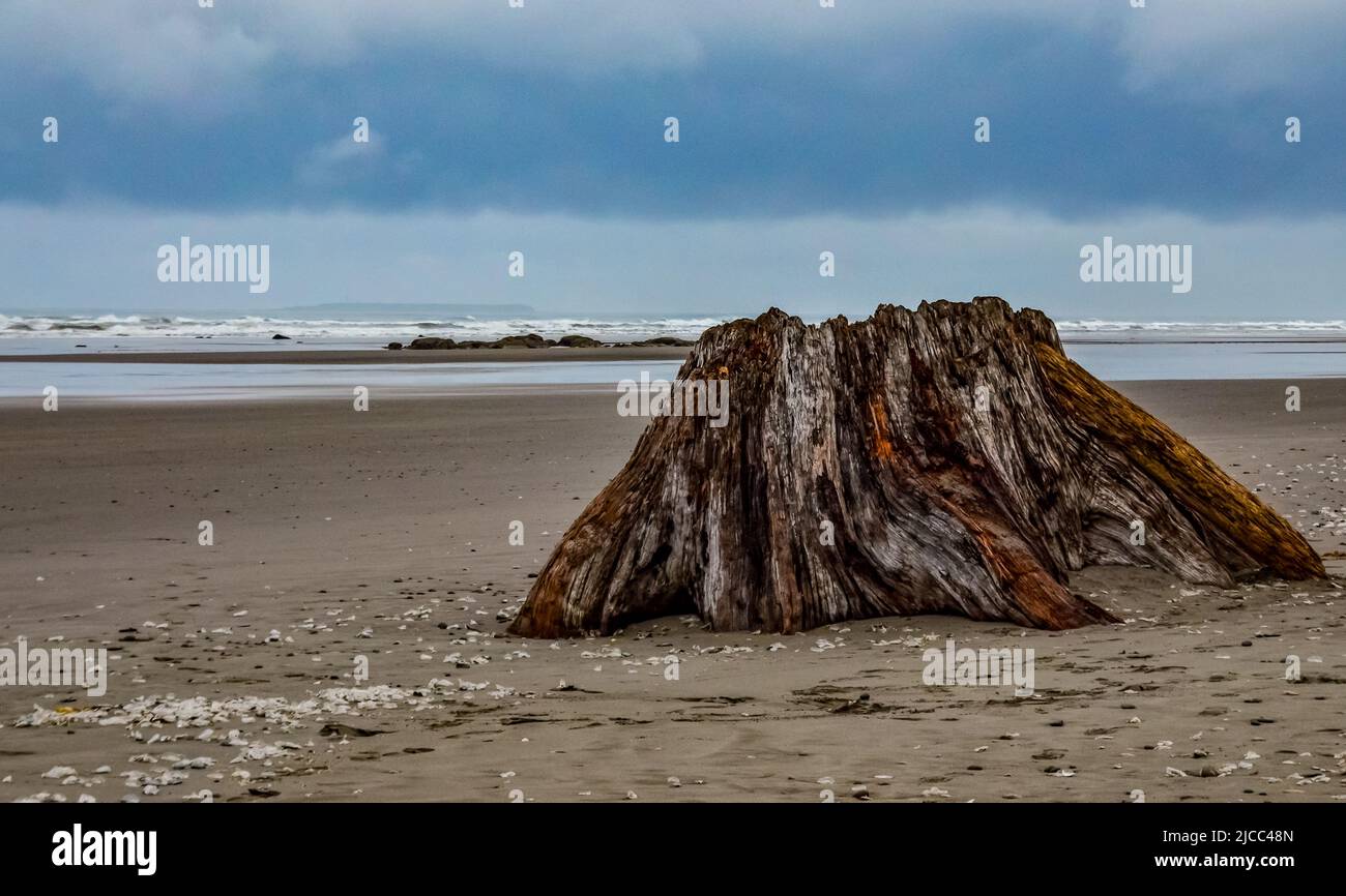 Trunks of fallen trees at low tide on the Pacific Ocean in Olympic ...