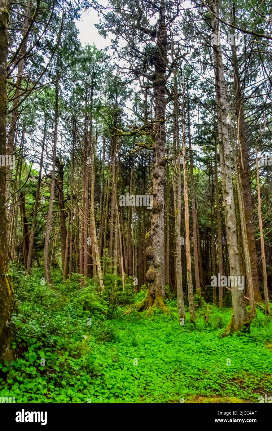 Wet forest on the shores of the Pacific Ocean in Olympic National Park ...
