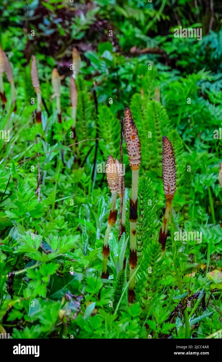 Equisetum telmateia, the great horsetail or northern giant horsetail on ...
