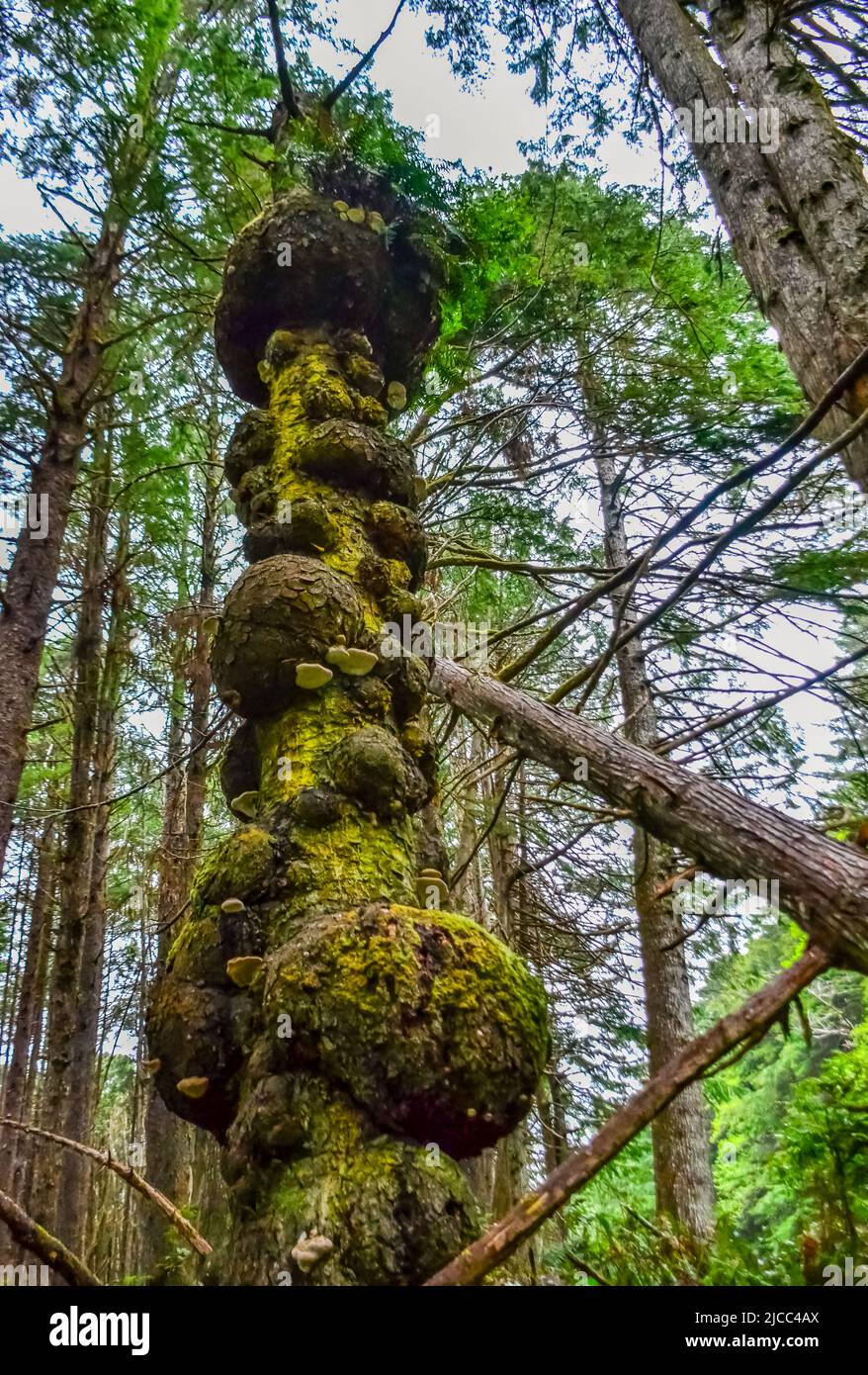 Wet forest on the shores of the Pacific Ocean in Olympic National Park ...