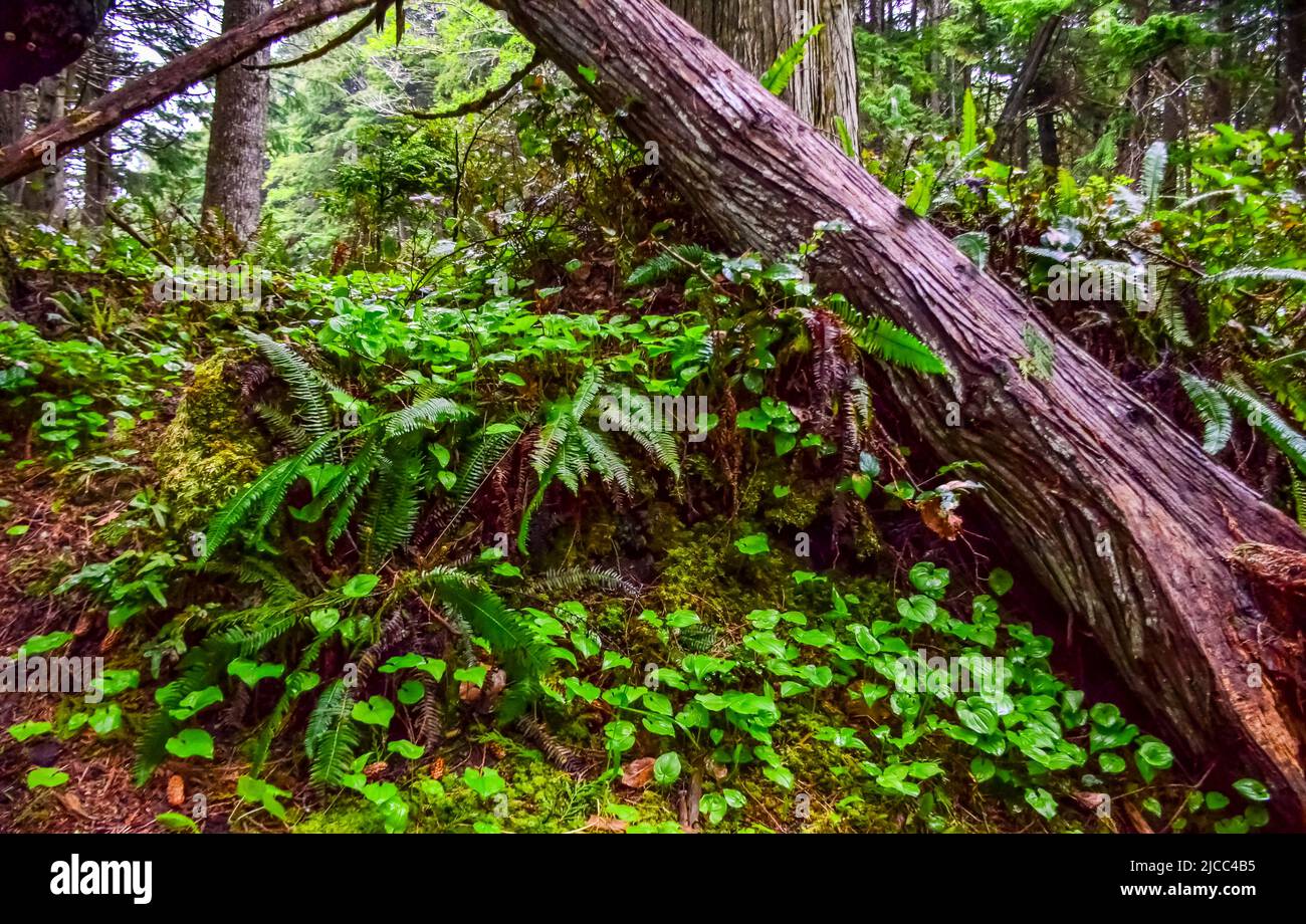 Wet forest on the shores of the Pacific Ocean in Olympic National Park ...