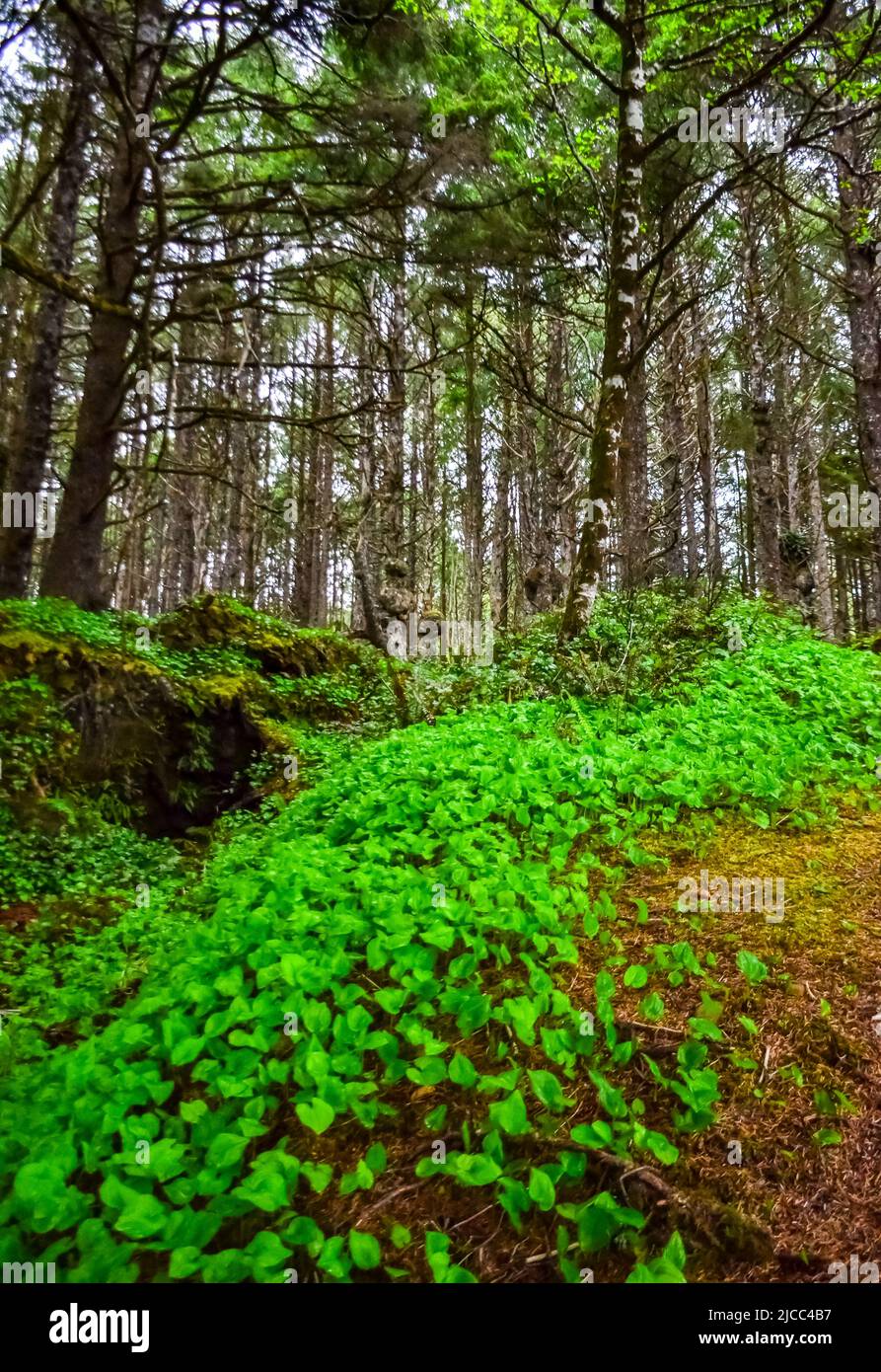 Wet forest on the shores of the Pacific Ocean in Olympic National Park ...