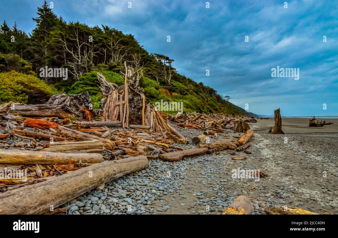 Trunks of fallen trees at low tide on the Pacific Ocean in Olympic ...