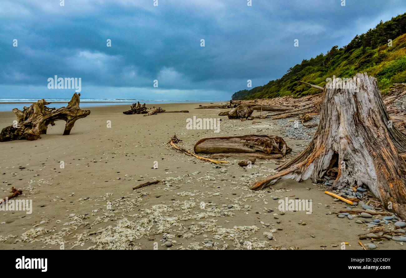 Trunks of fallen trees at low tide on the Pacific Ocean in Olympic ...