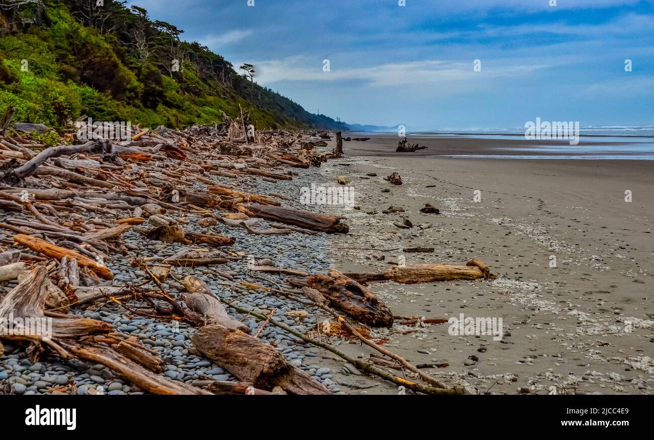 Trunks of fallen trees at low tide on the Pacific Ocean in Olympic ...