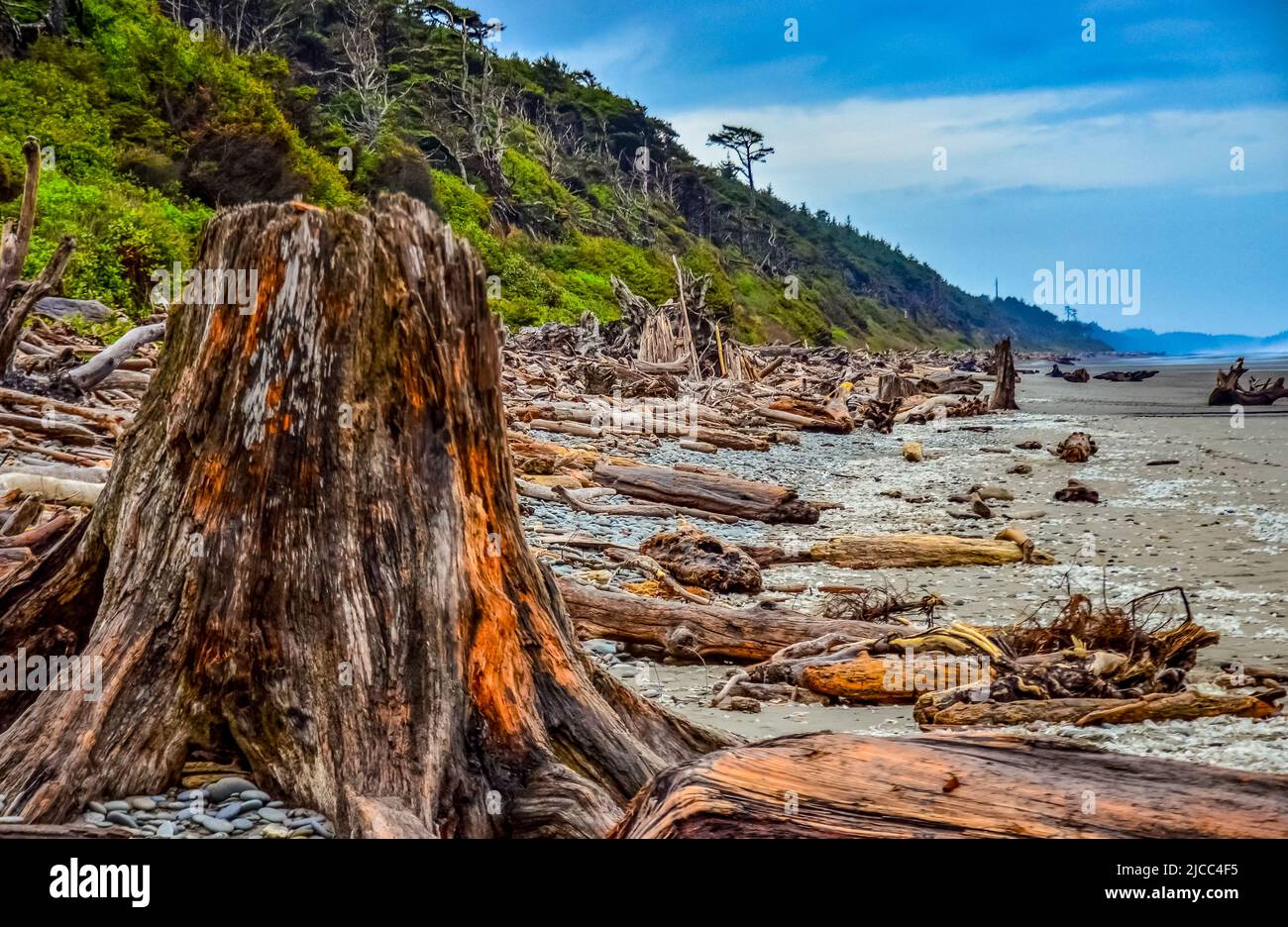 Trunks of fallen trees at low tide on the Pacific Ocean in Olympic ...
