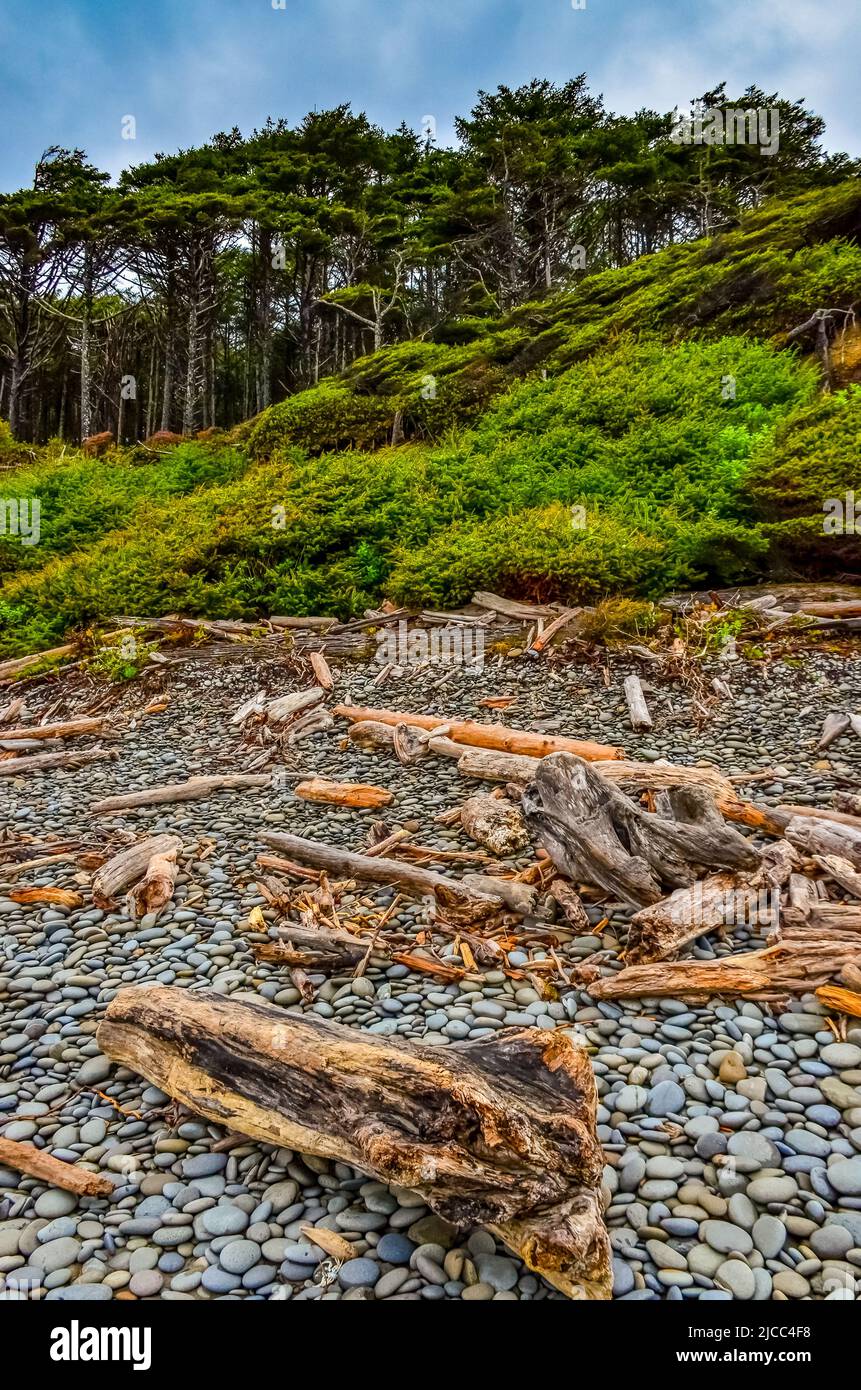 Trunks of fallen trees at low tide on the Pacific Ocean in Olympic ...