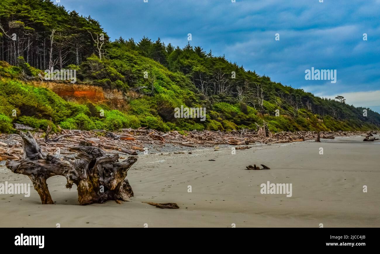 Trunks of fallen trees at low tide on the Pacific Ocean in Olympic ...