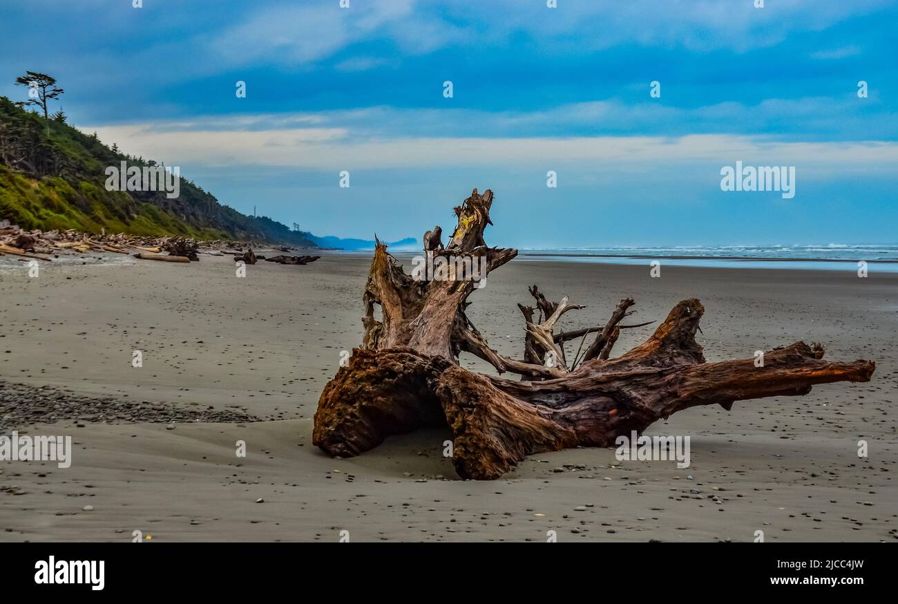 Trunks of fallen trees at low tide on the Pacific Ocean in Olympic ...