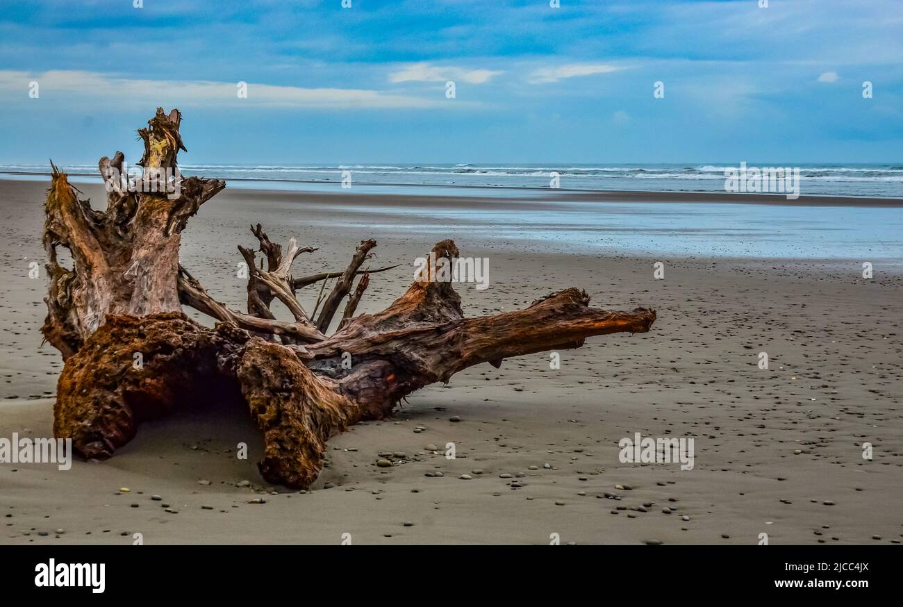 Trunks of fallen trees at low tide on the Pacific Ocean in Olympic ...