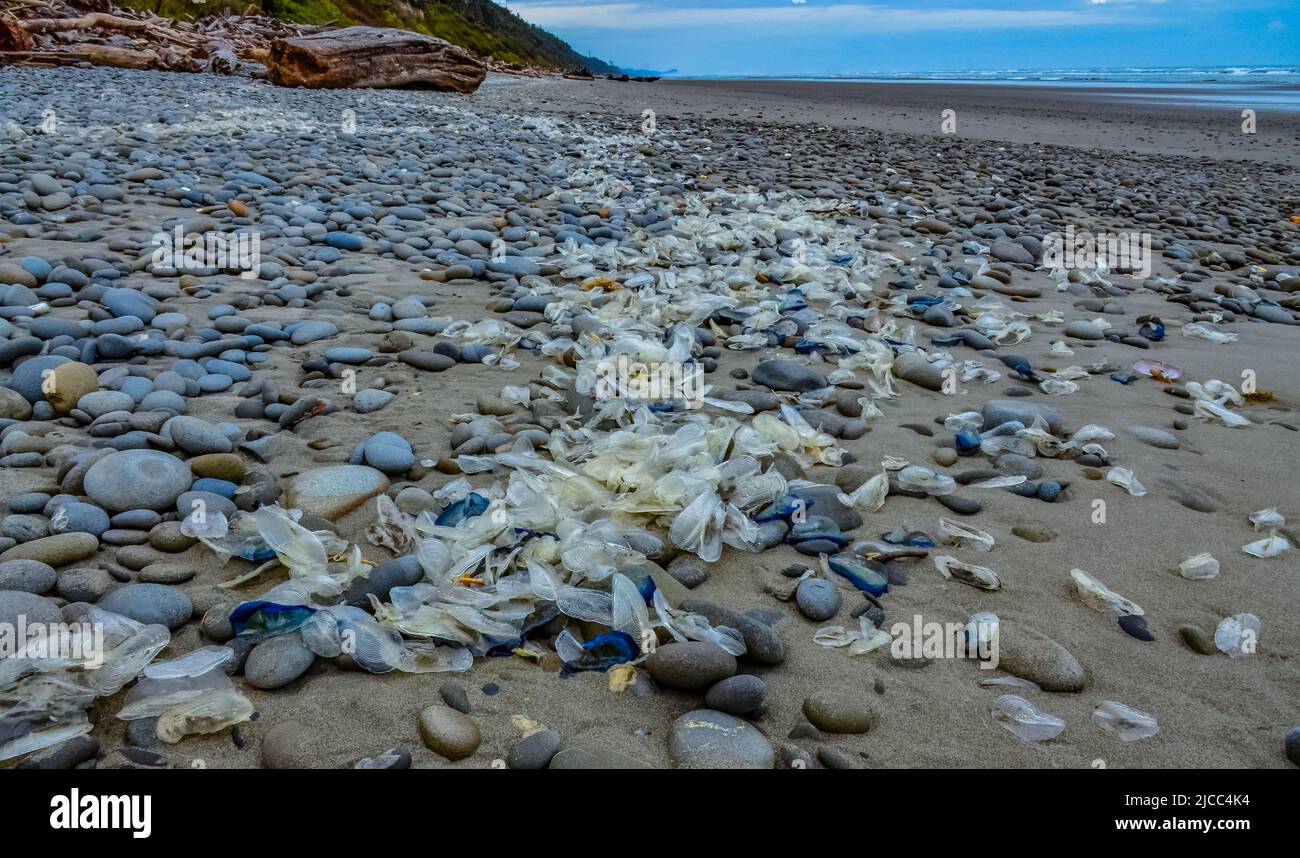 Blue jellyfish VELELLA sp., taken ashore by storm, on the shores of the ...