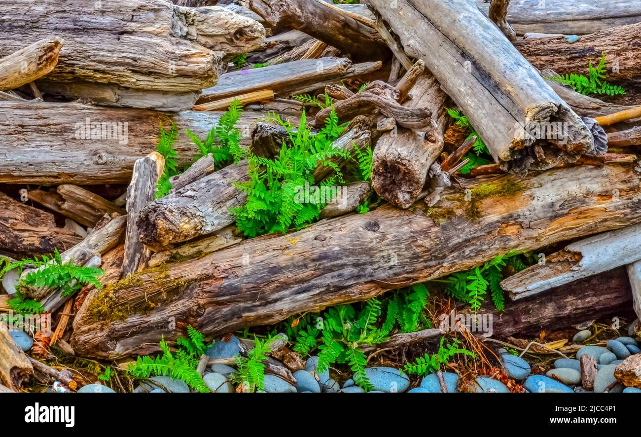 Trunks of fallen trees at low tide on the Pacific Ocean in Olympic ...