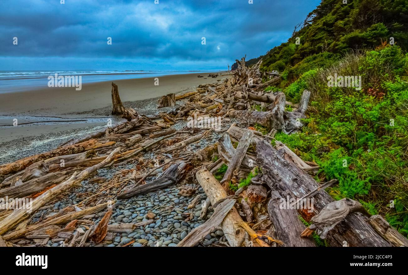 Trunks of fallen trees at low tide on the Pacific Ocean in Olympic ...