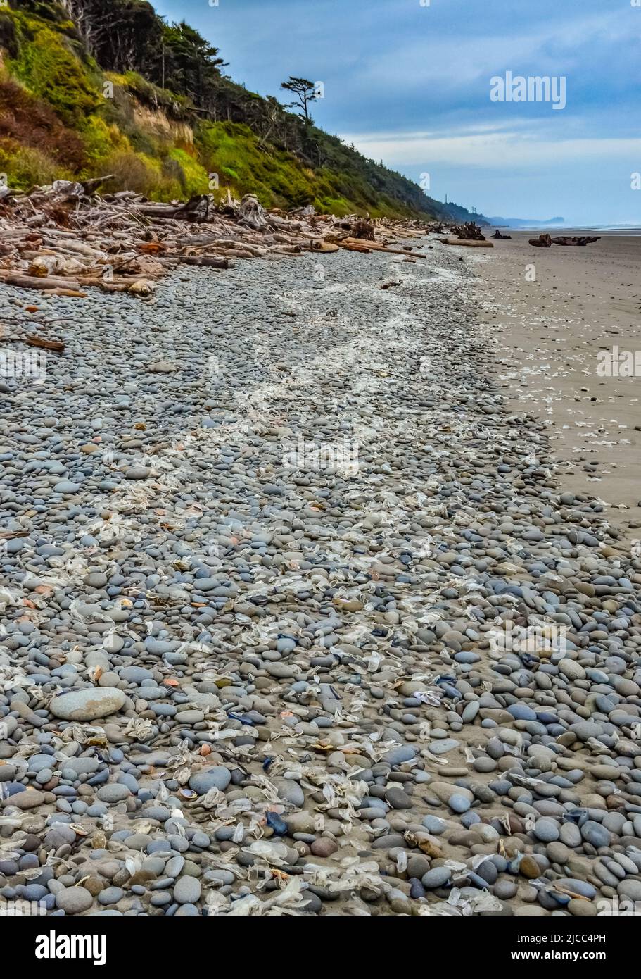 Blue jellyfish VELELLA sp., taken ashore by storm, on the shores of the ...