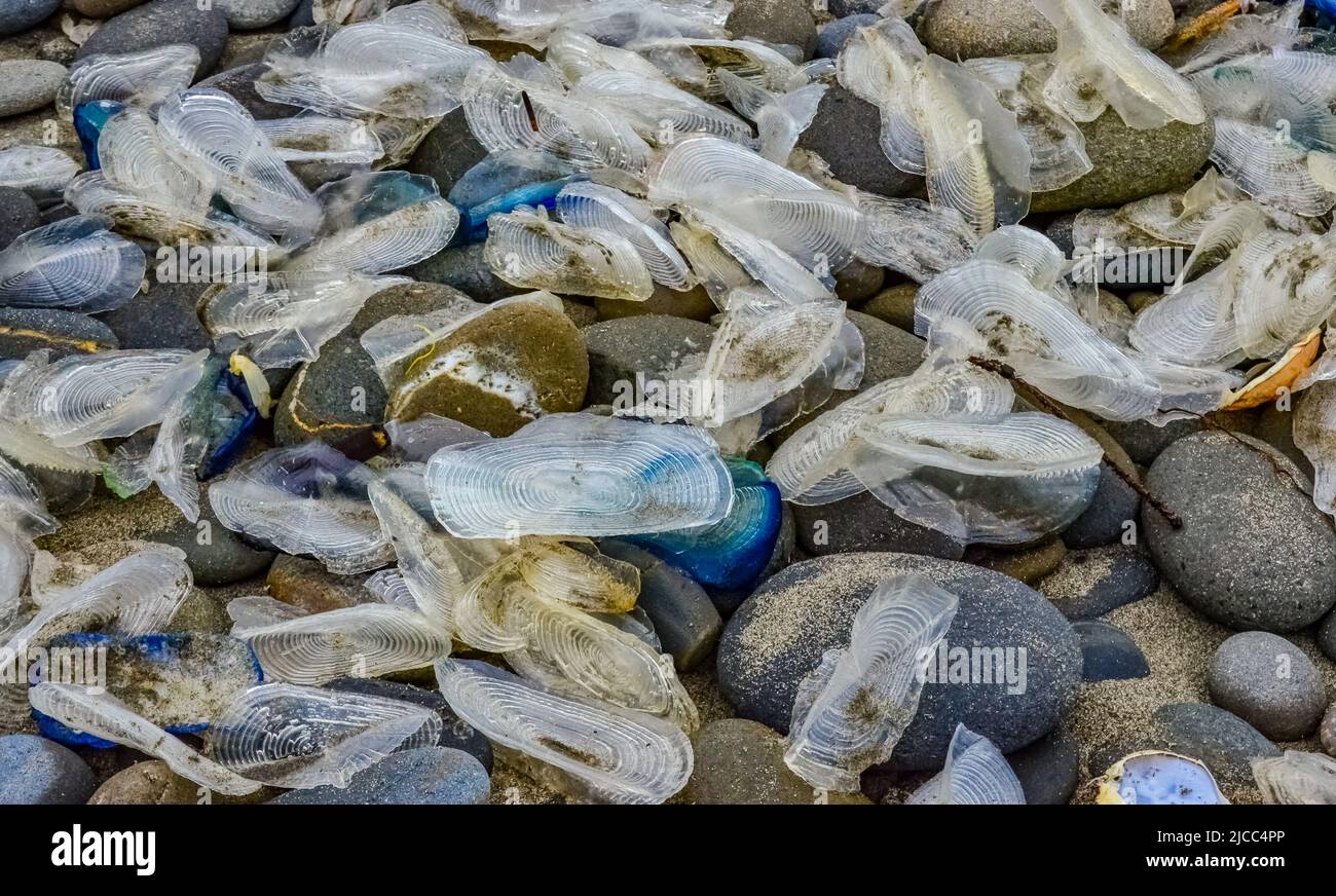 Blue jellyfish VELELLA sp., taken ashore by storm, on the shores of the ...