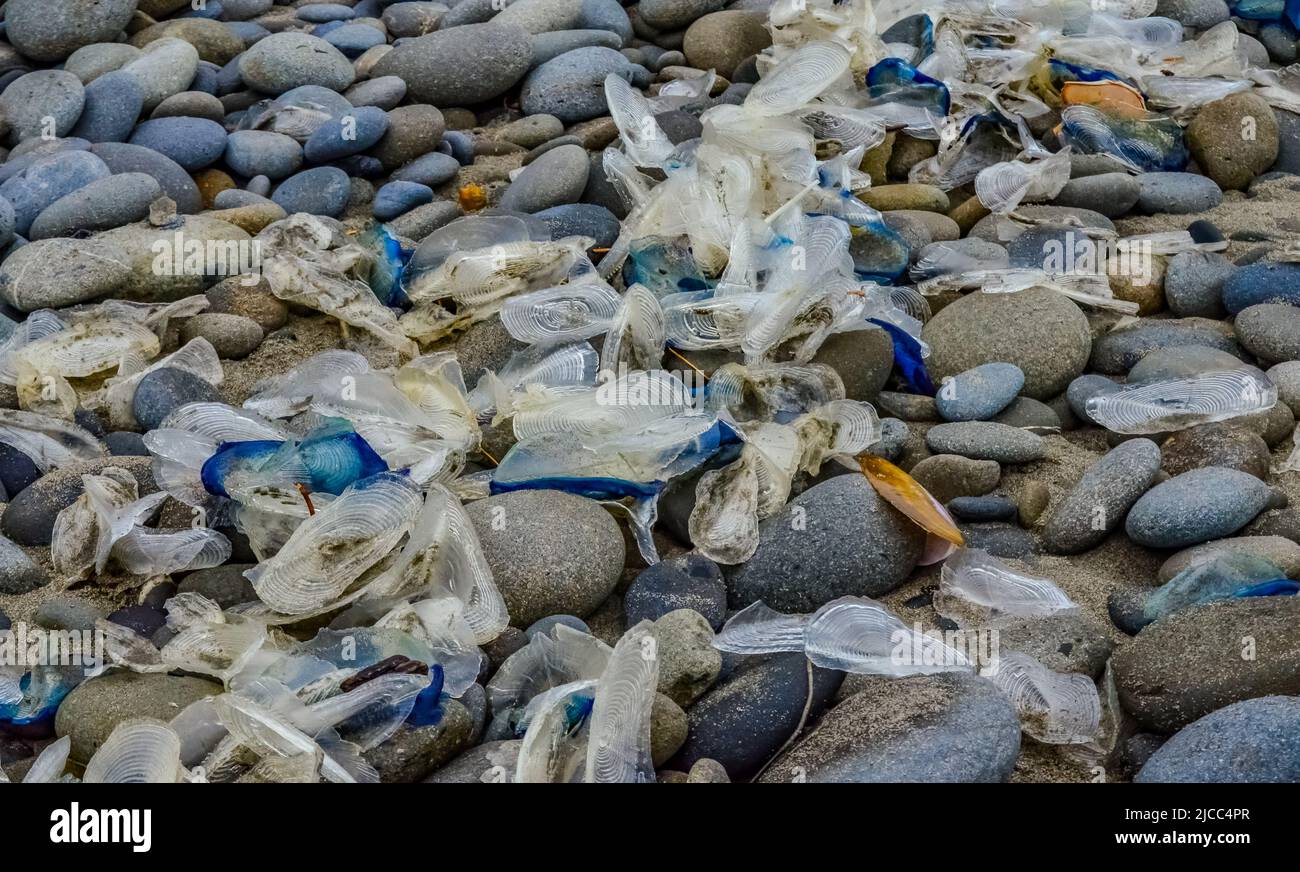 Blue jellyfish VELELLA sp., taken ashore by storm, on the shores of the ...