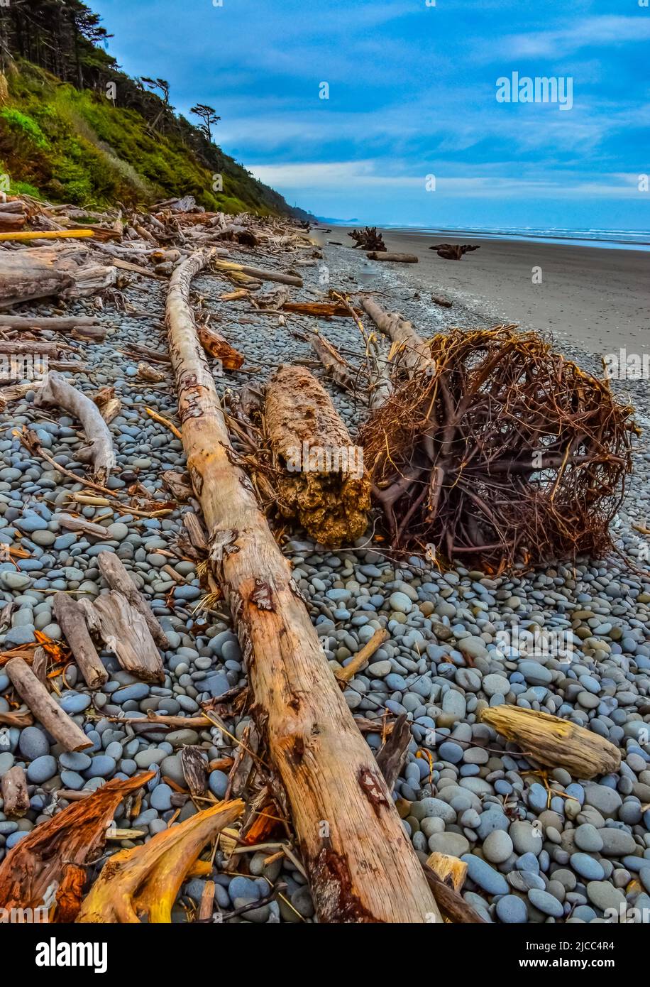 Trunks of fallen trees at low tide on the Pacific Ocean in Olympic ...