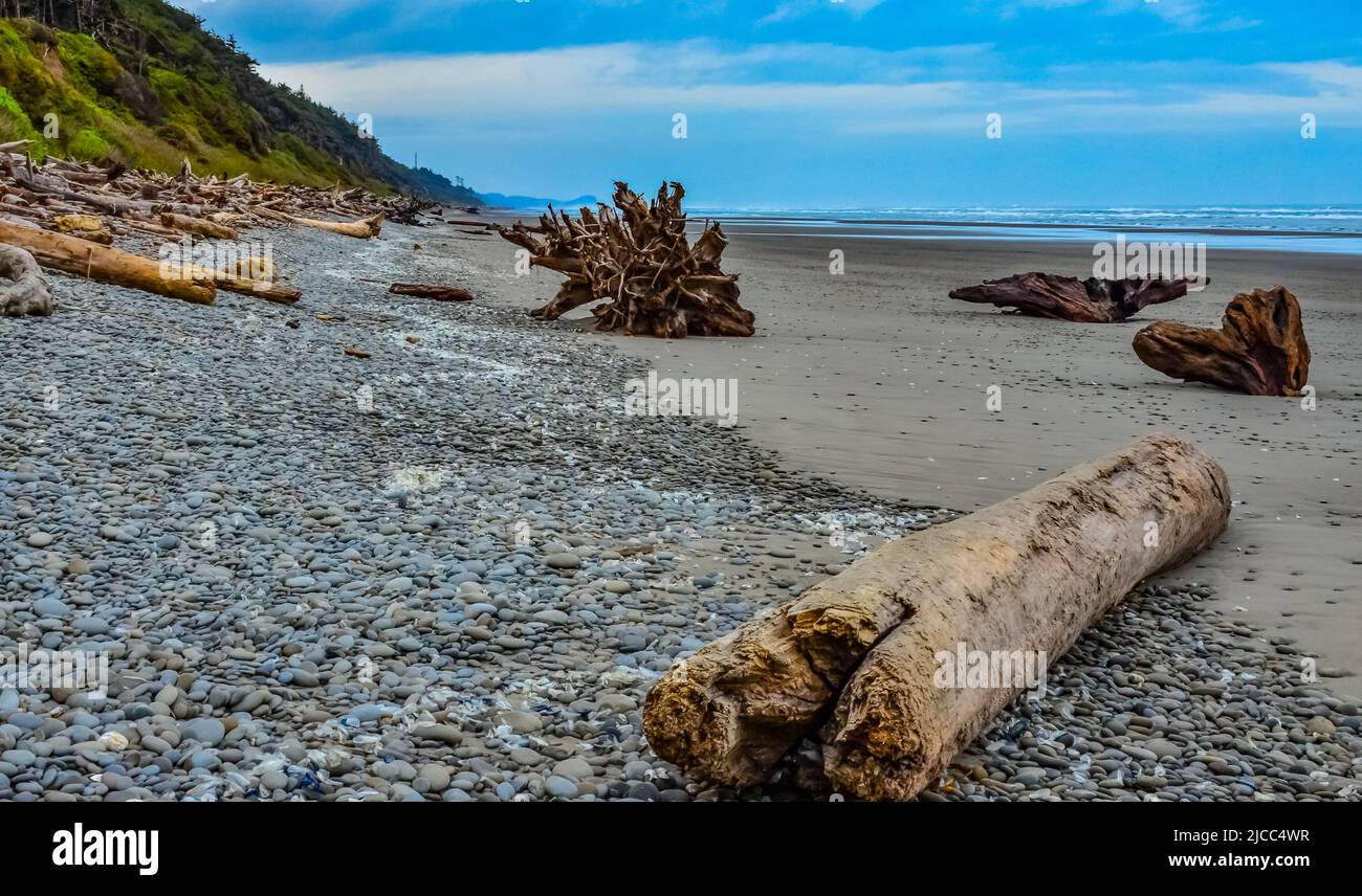 Trunks of fallen trees at low tide on the Pacific Ocean in Olympic ...
