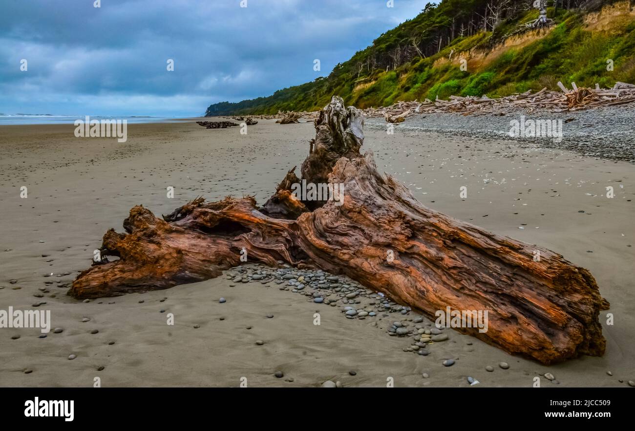 Trunks of fallen trees at low tide on the Pacific Ocean in Olympic ...