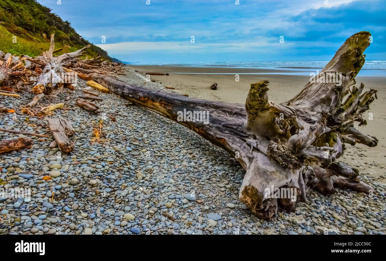 Trunks of fallen trees at low tide on the Pacific Ocean in Olympic ...