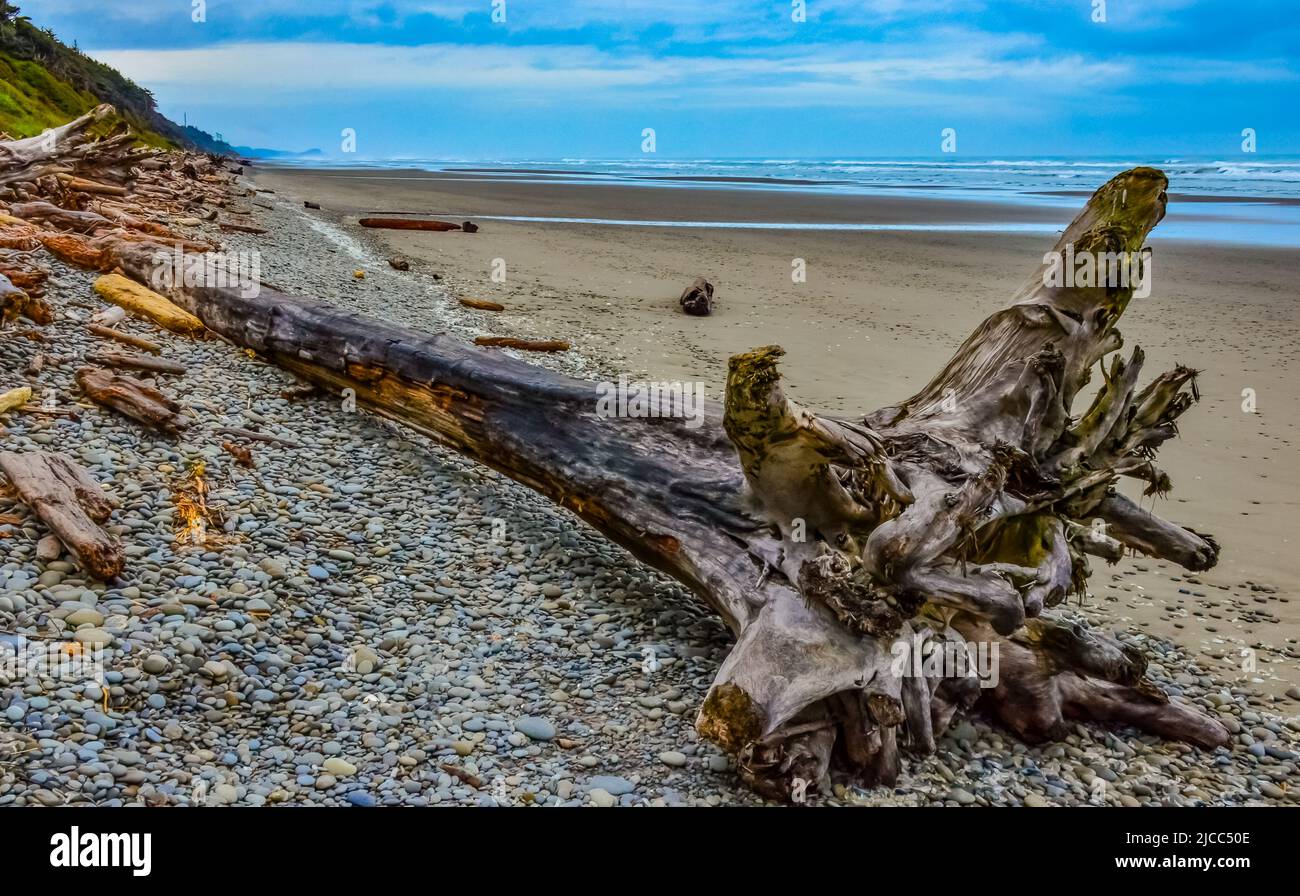 Trunks of fallen trees at low tide on the Pacific Ocean in Olympic ...