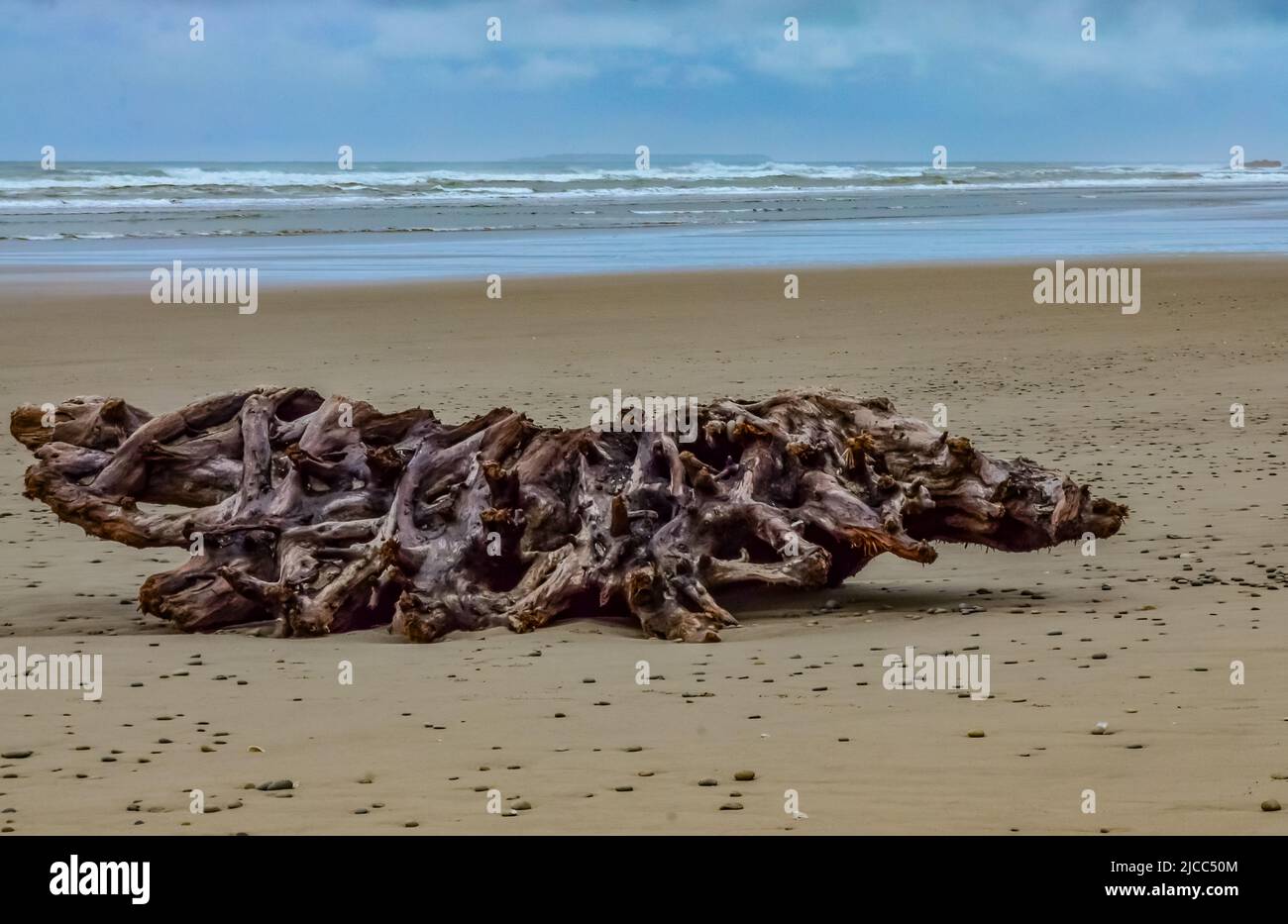 Trunks of fallen trees at low tide on the Pacific Ocean in Olympic ...