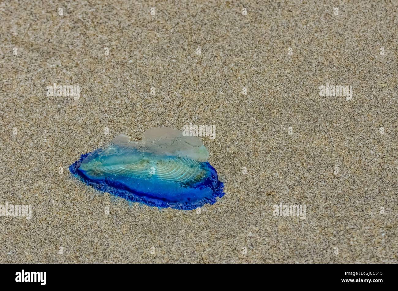 Blue jellyfish VELELLA sp., taken ashore by storm, on the shores of the ...