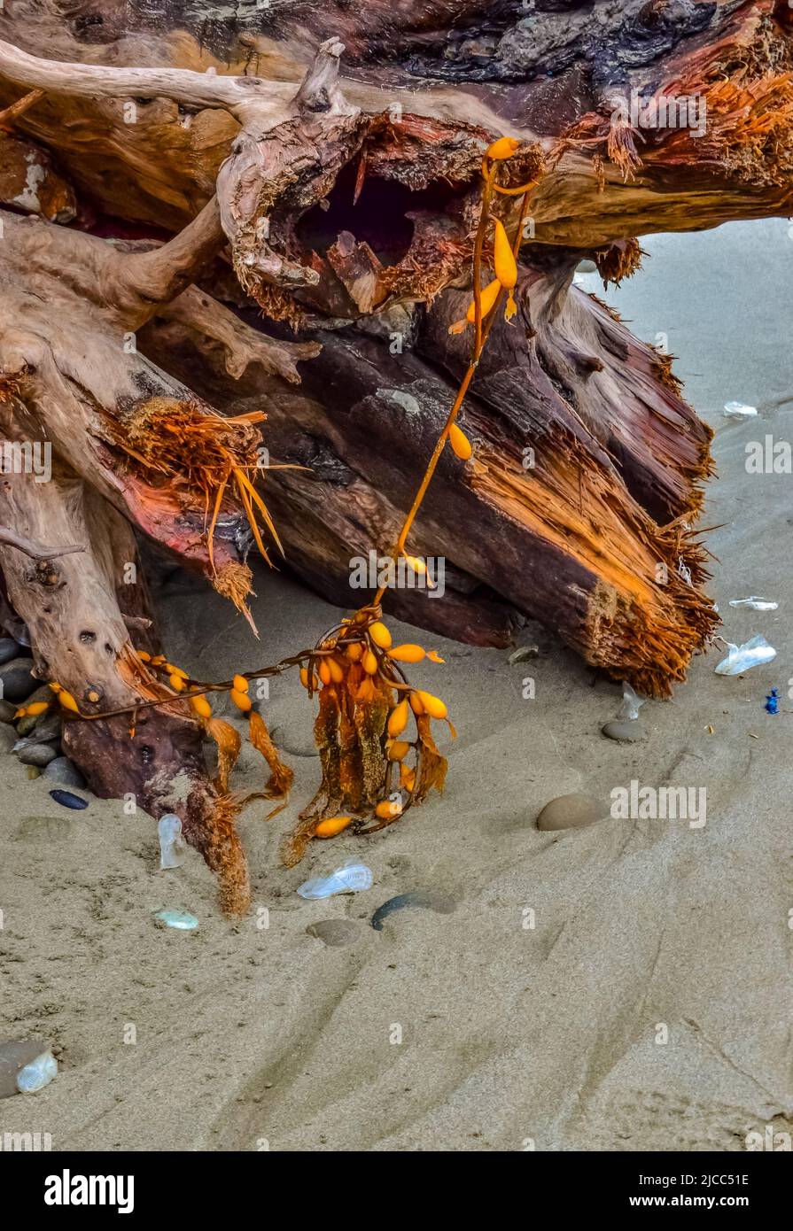 Trunks of fallen trees at low tide on the Pacific Ocean in Olympic ...