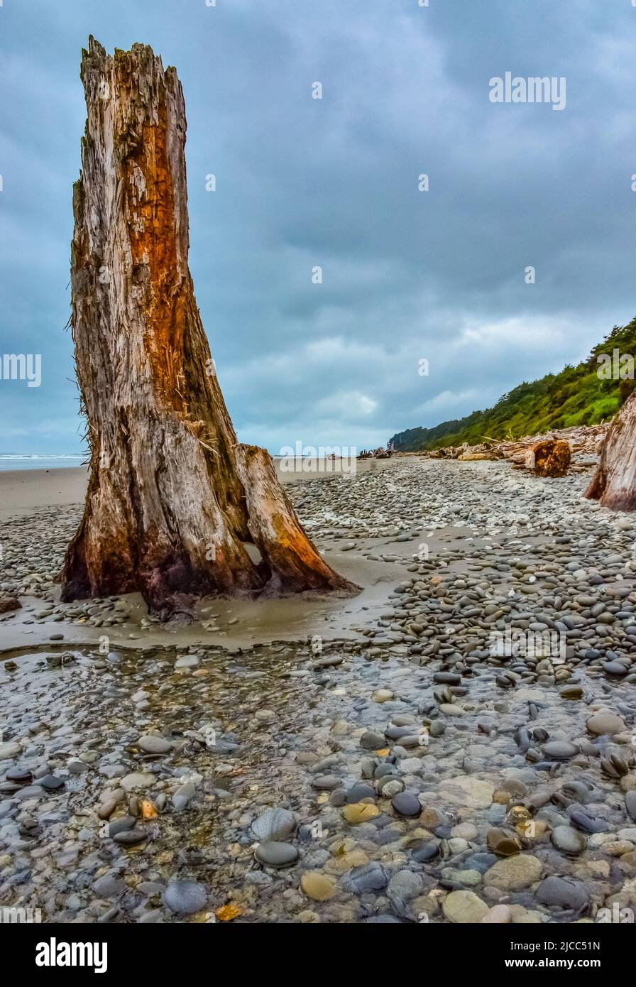 Trunks of fallen trees at low tide on the Pacific Ocean in Olympic ...
