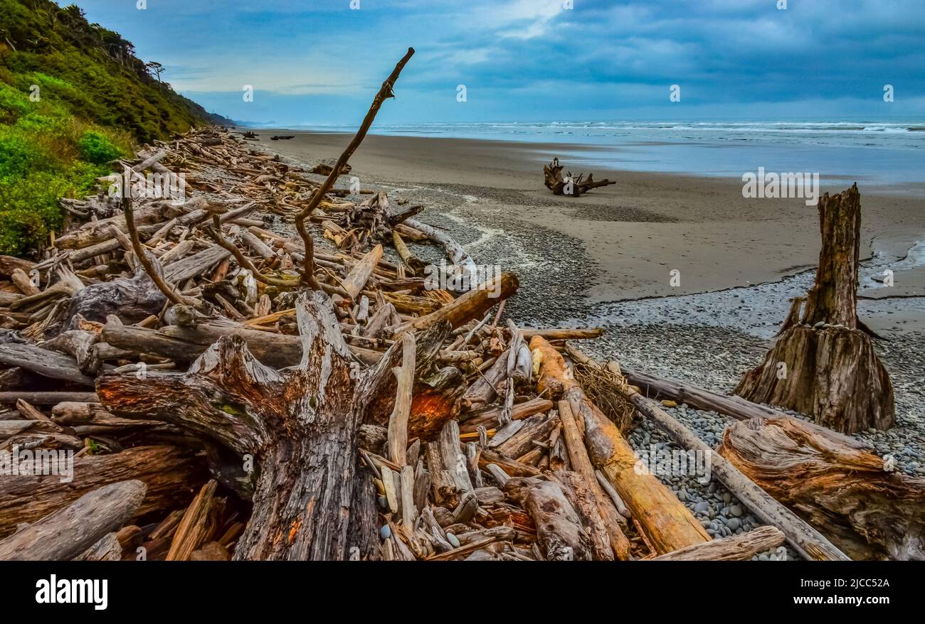 Trunks of fallen trees at low tide on the Pacific Ocean in Olympic ...