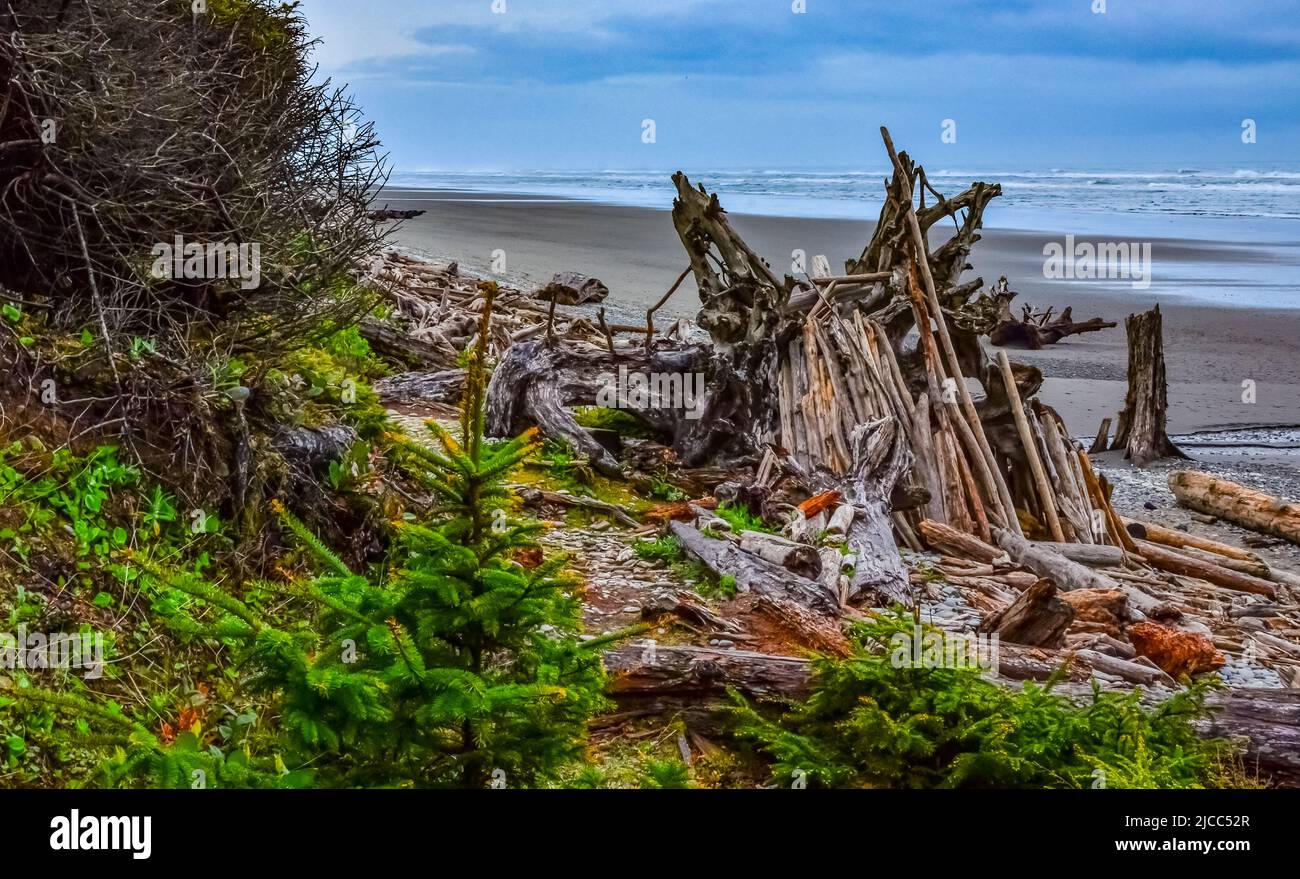 Trunks of fallen trees at low tide on the Pacific Ocean in Olympic ...