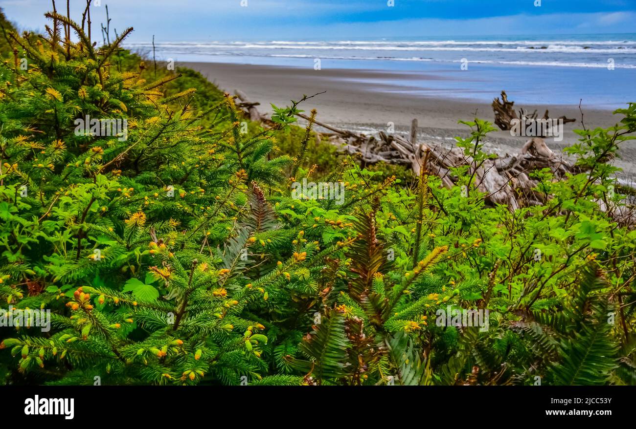 Conifers and ferns on the Pacific Ocean in Olympic National Park ...