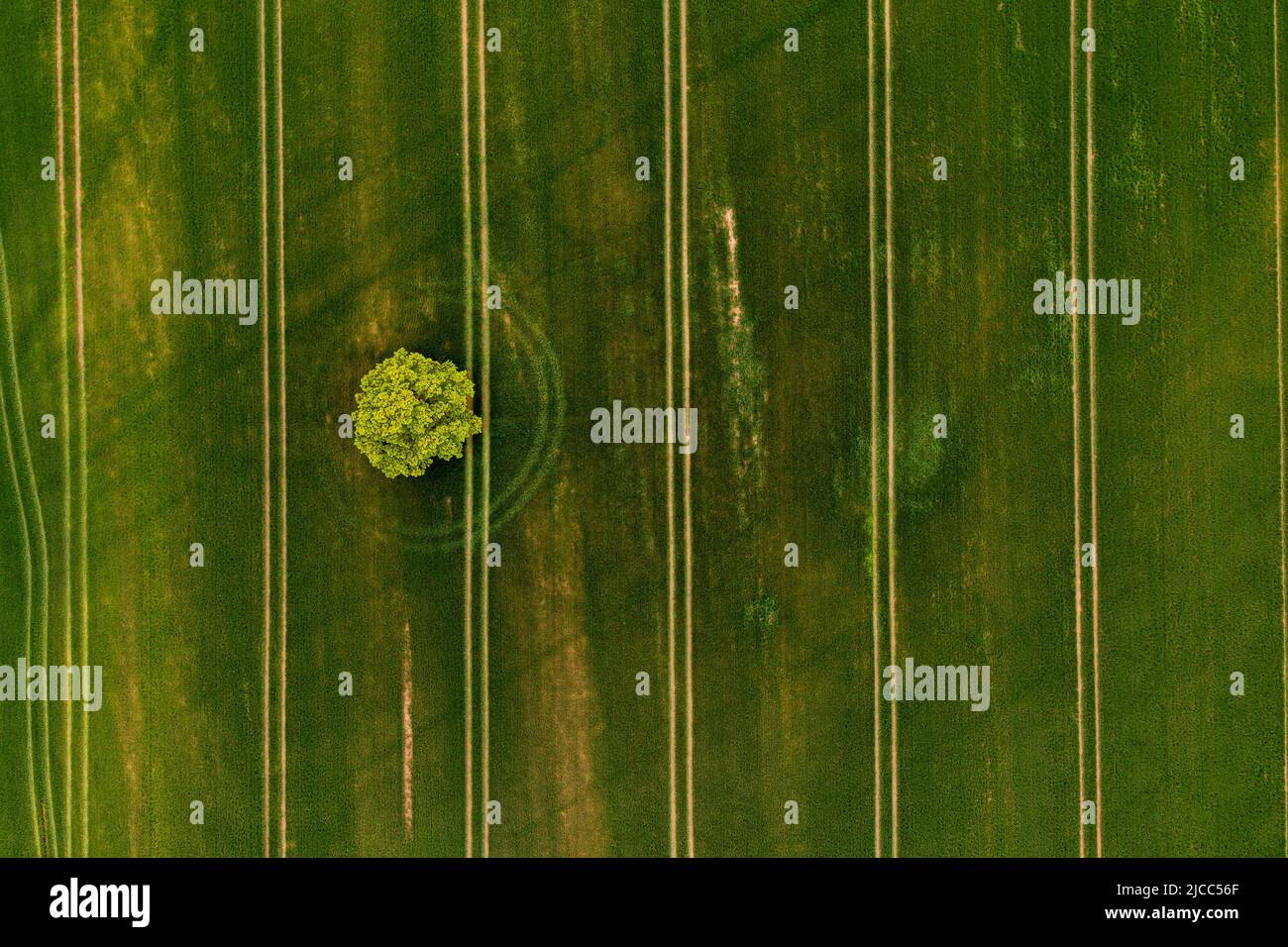 Alone tree on the green field. Agricultural landscape from air Stock ...