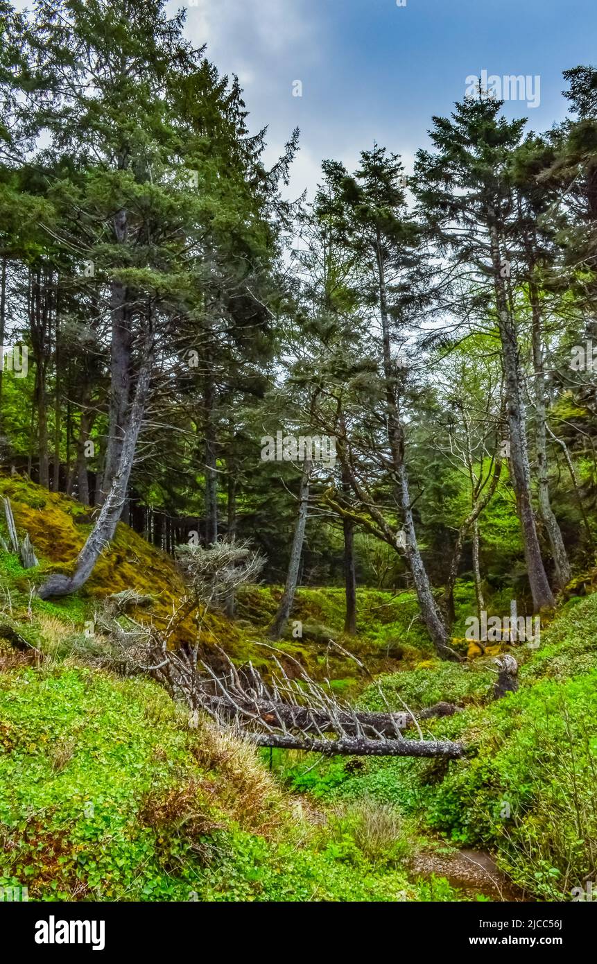 Old conifers fall from the edge of a cliff into the Pacific Ocean in ...