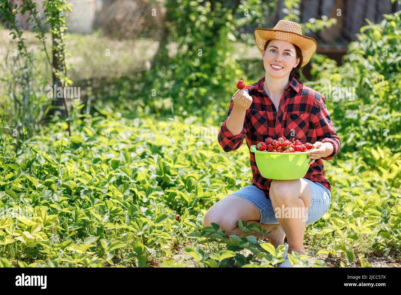 young caucasian woman harvesting in strawberry plantation Stock Photo ...