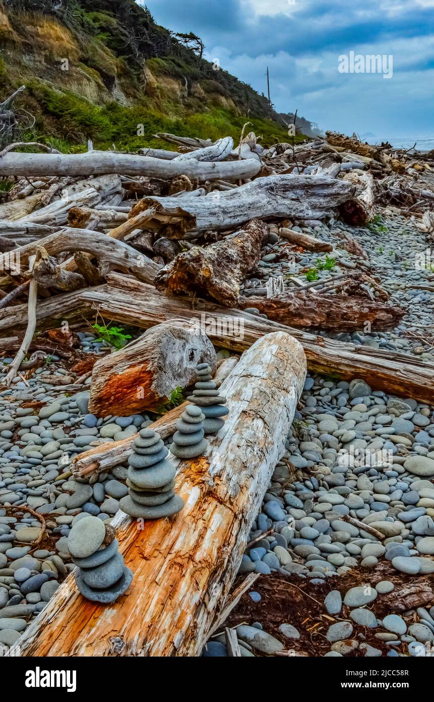 Trunks of fallen trees at low tide on the Pacific Ocean in Olympic ...