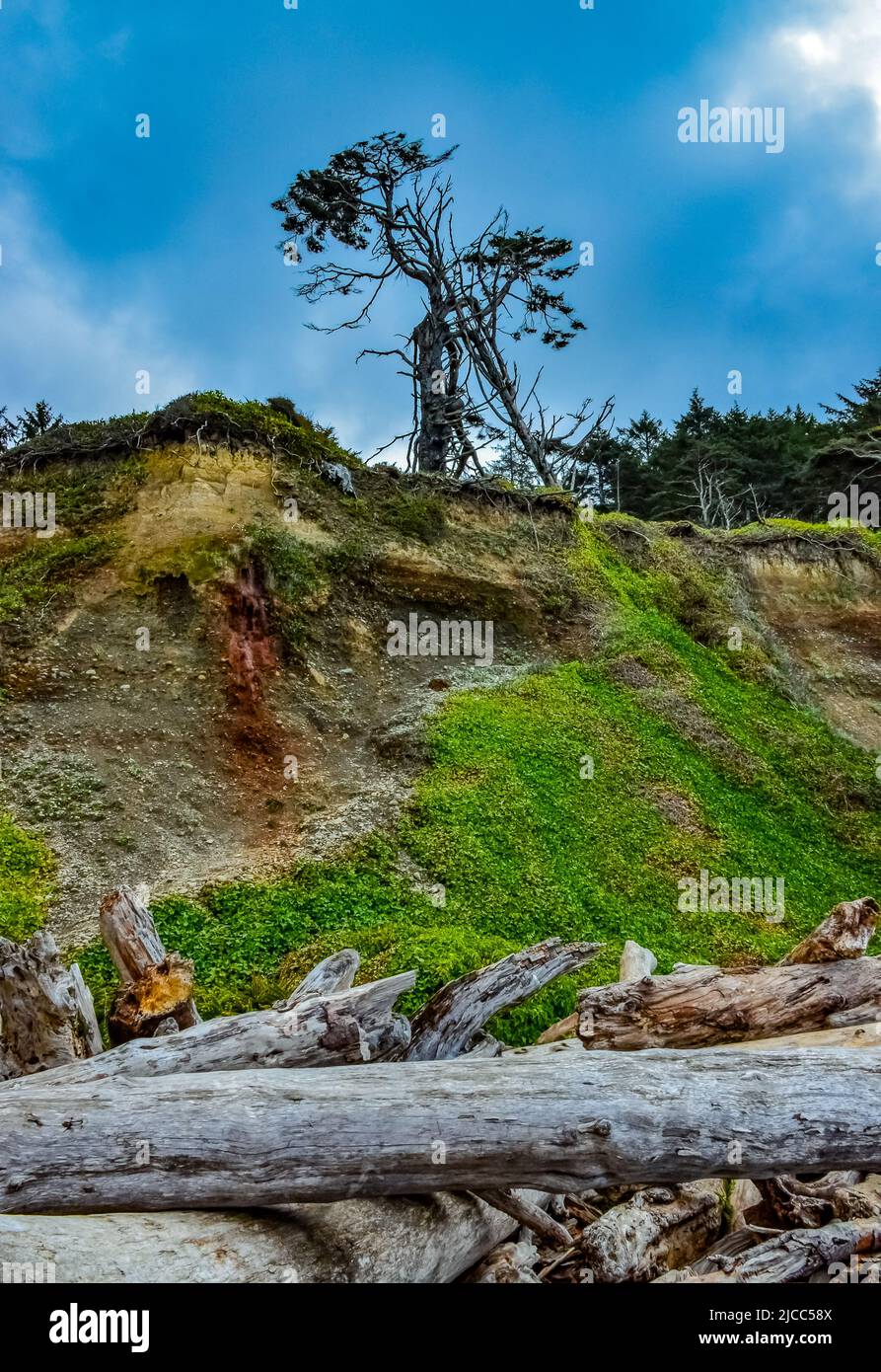 Trunks of fallen trees at low tide on the Pacific Ocean in Olympic ...