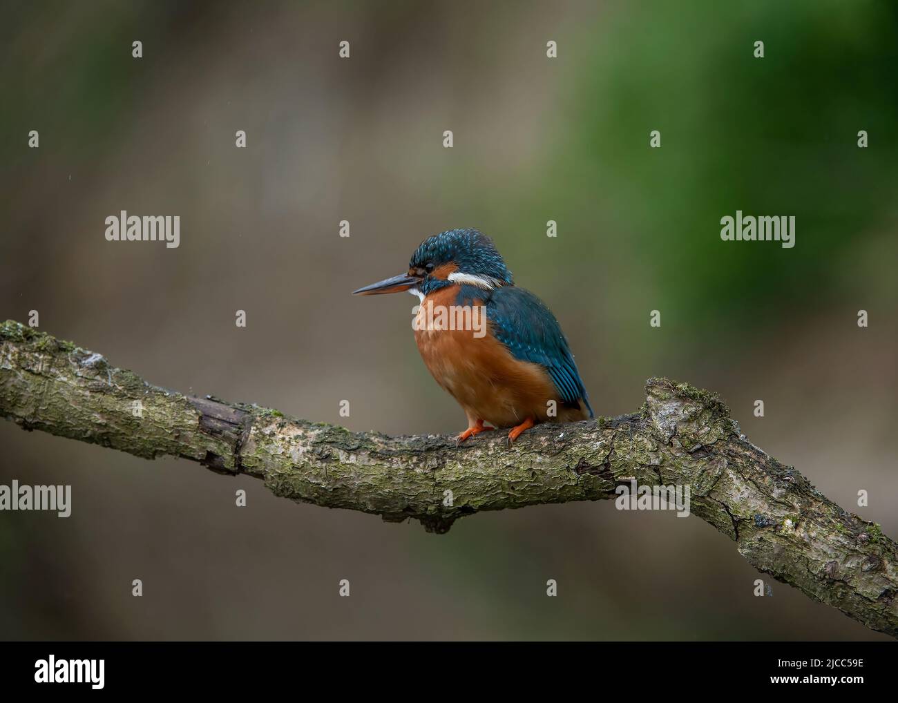 Kingfisher (Alcedo atthis), female, River Urr, Dalbeattie, Dumfries and ...