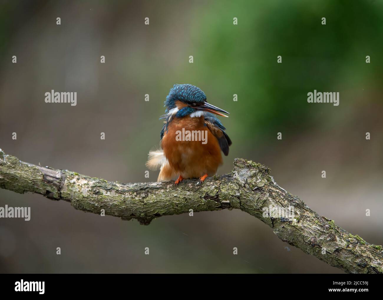 Kingfisher (Alcedo atthis), female, River Urr, Dalbeattie, Dumfries and Galloway Stock Photo - Alamy