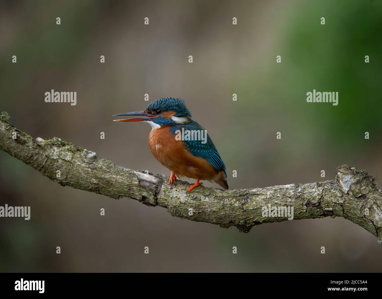 Kingfisher (Alcedo atthis), female, River Urr, Dalbeattie, Dumfries and ...