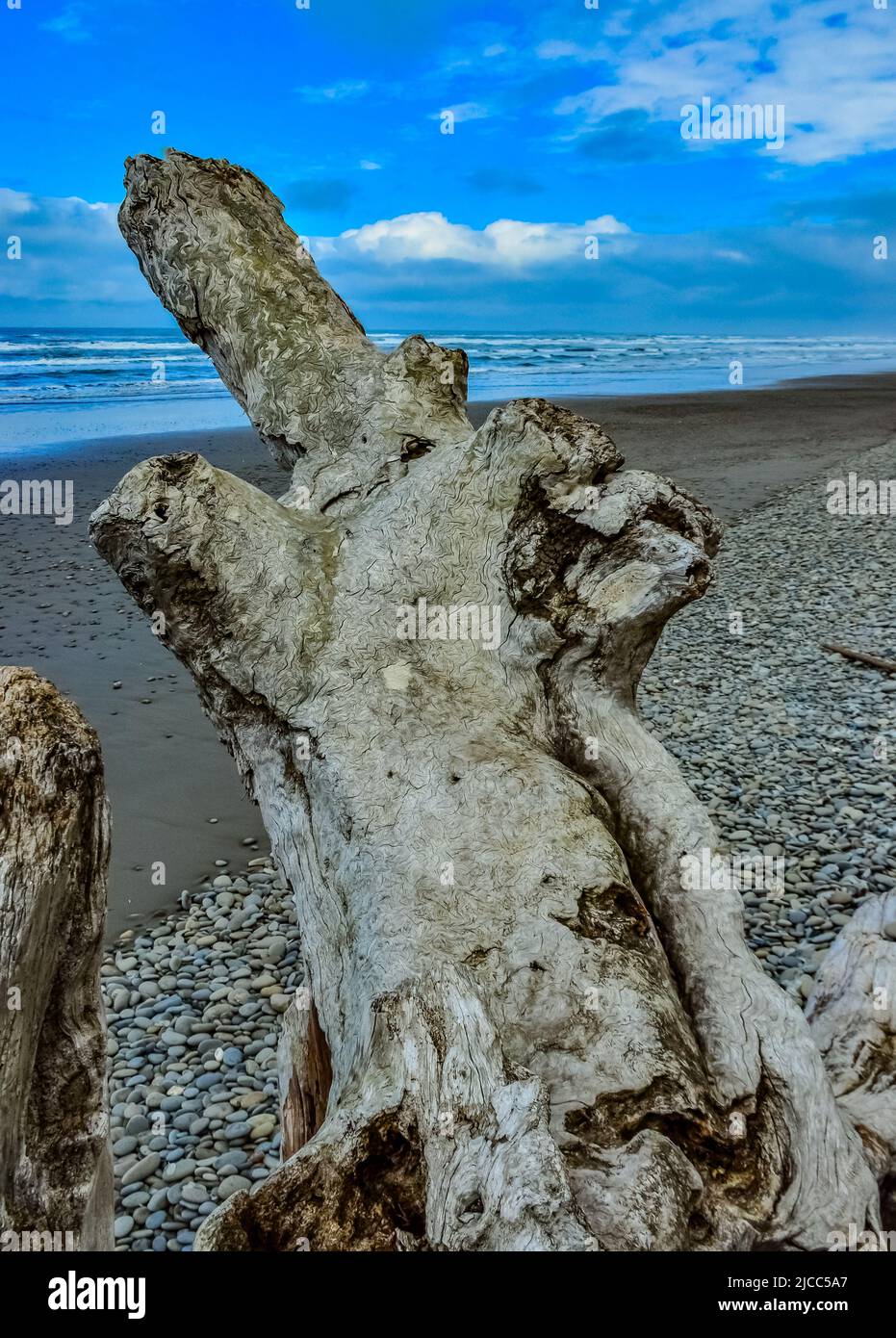 Trunks of fallen trees at low tide on the Pacific Ocean in Olympic ...