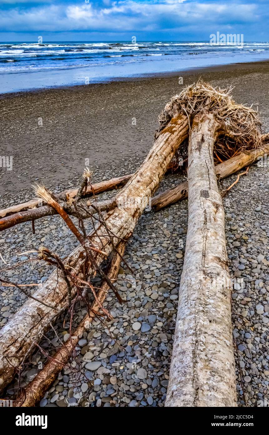 Trunks of fallen trees at low tide on the Pacific Ocean in Olympic ...