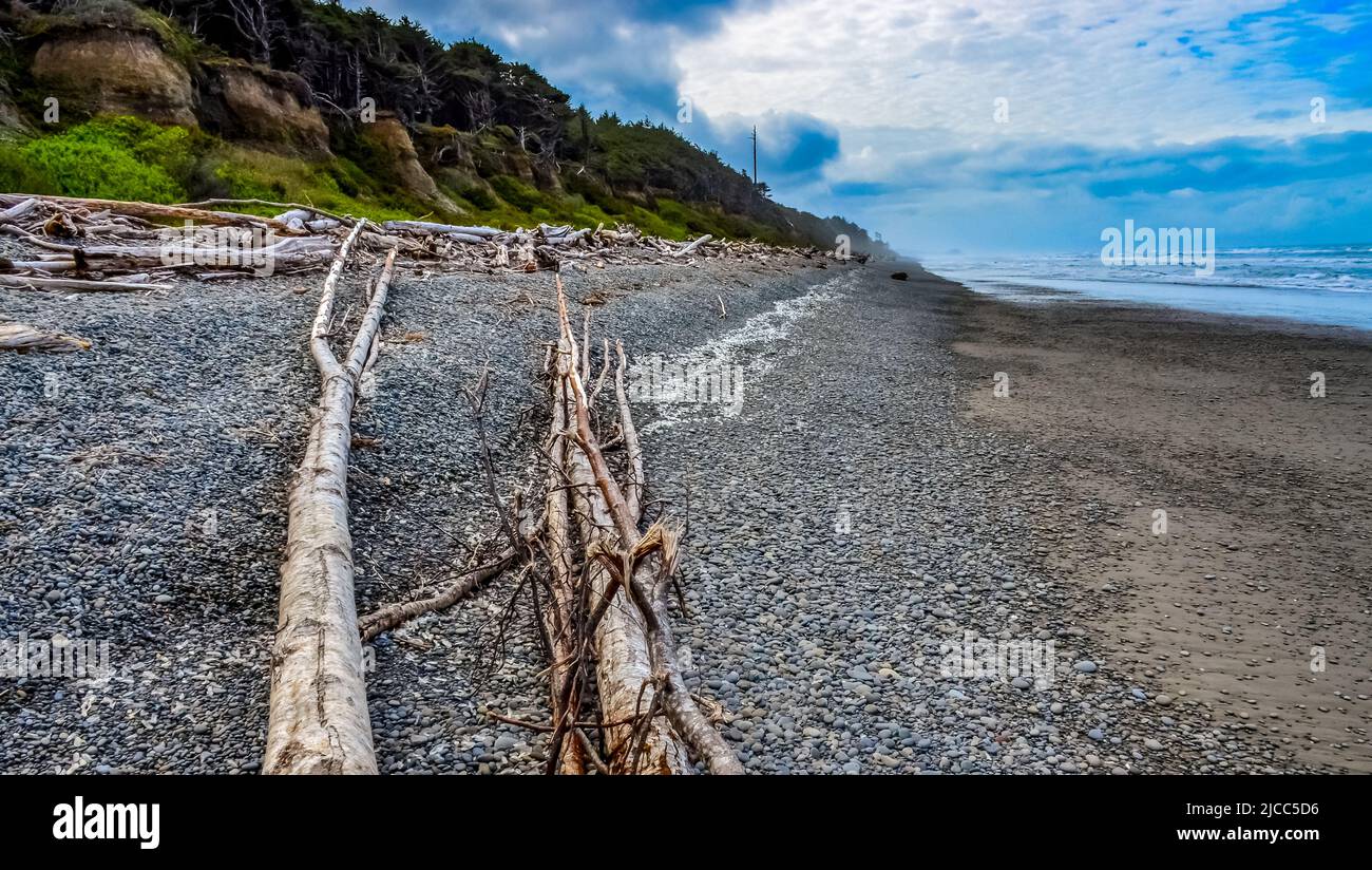 Trunks of fallen trees at low tide on the Pacific Ocean in Olympic ...