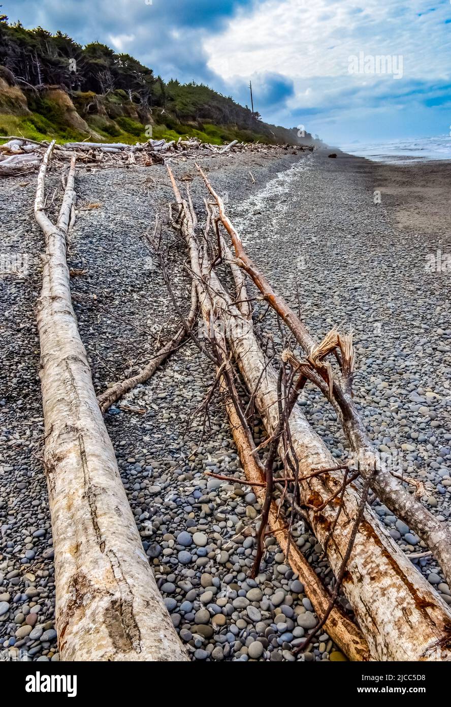 Trunks of fallen trees at low tide on the Pacific Ocean in Olympic ...
