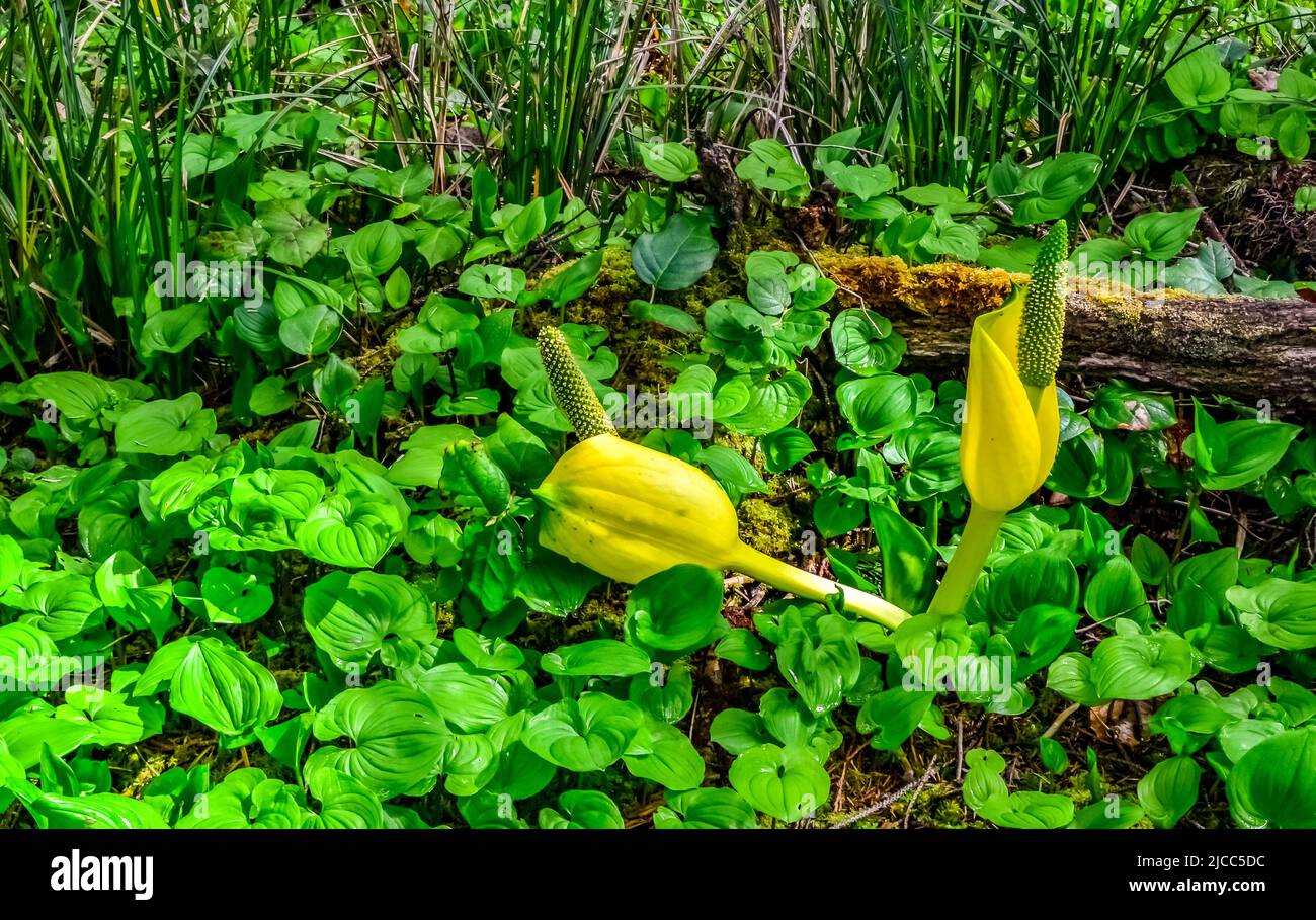 Western Skunk Cabbage (Lysichiton americanus) in a red alder grove ...