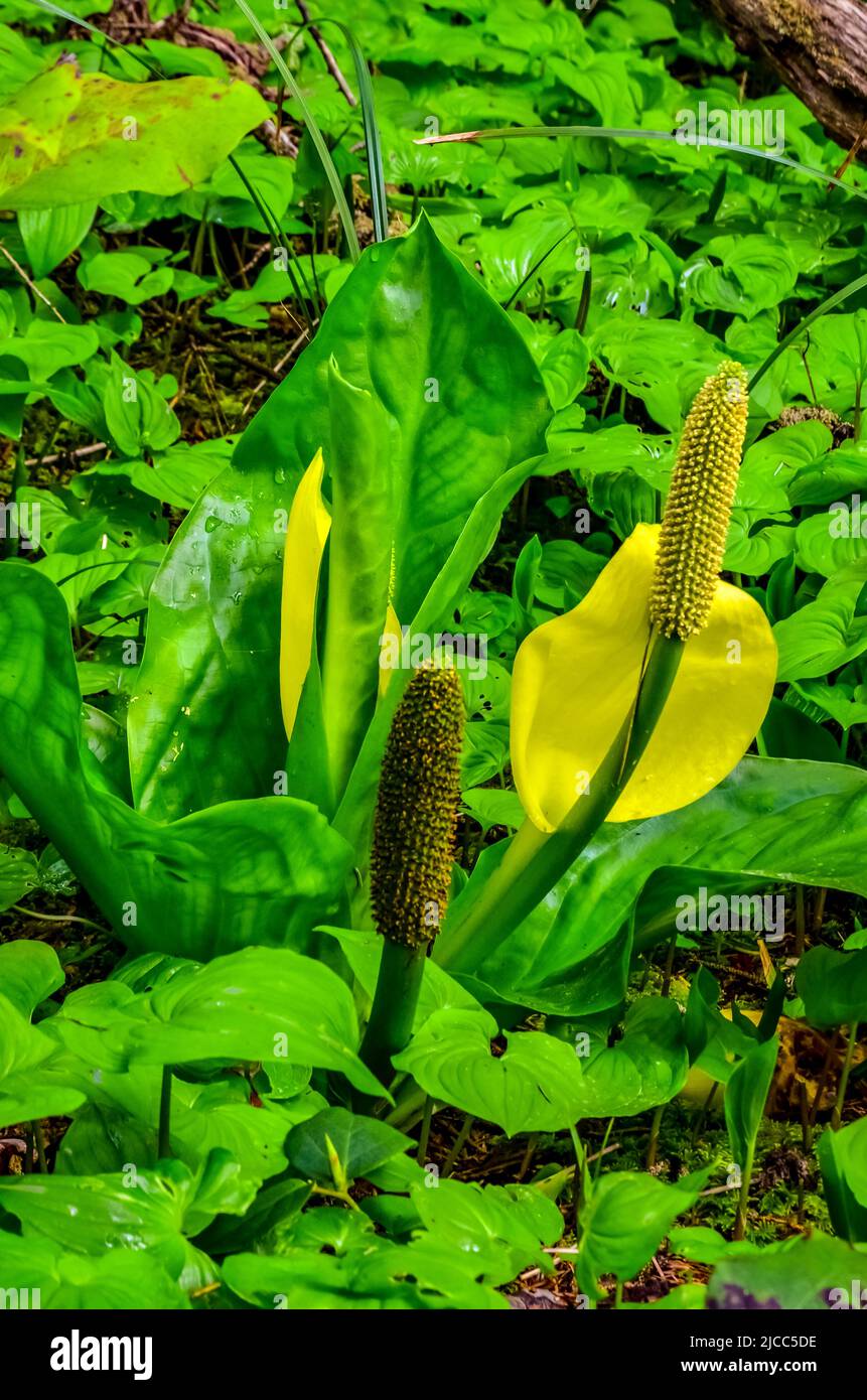 Western Skunk Cabbage (Lysichiton americanus) in a red alder grove ...
