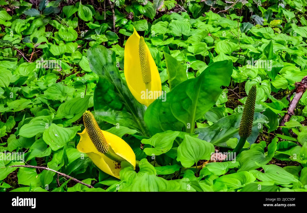 Western Skunk Cabbage (Lysichiton americanus) in a red alder grove ...