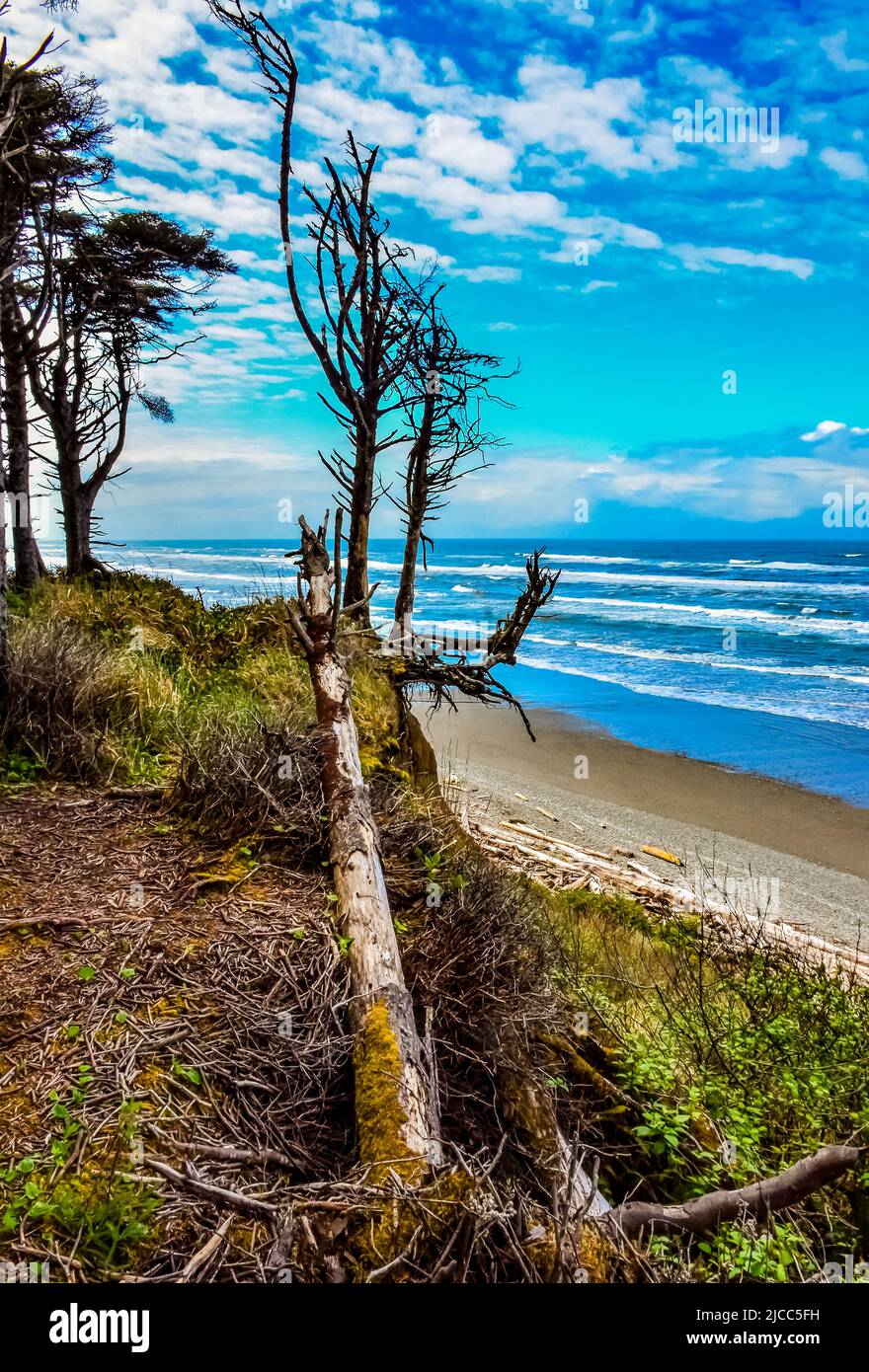 Trunks of fallen trees at low tide on the Pacific Ocean in Olympic ...